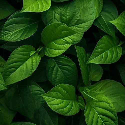 Aromatic Perfumes – Infuse Fragrances