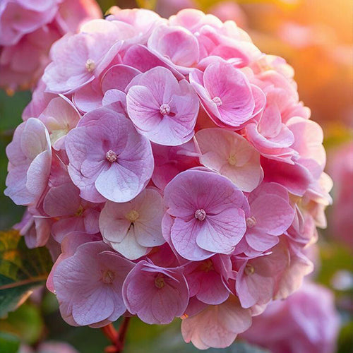 Floral Perfumes – Infuse Fragrances